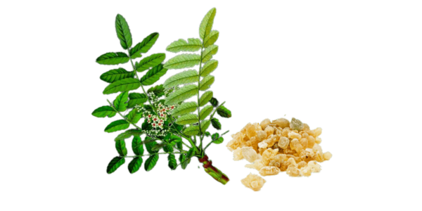 Boswellia Serrata Supplier and Exporter in India | Arizone
